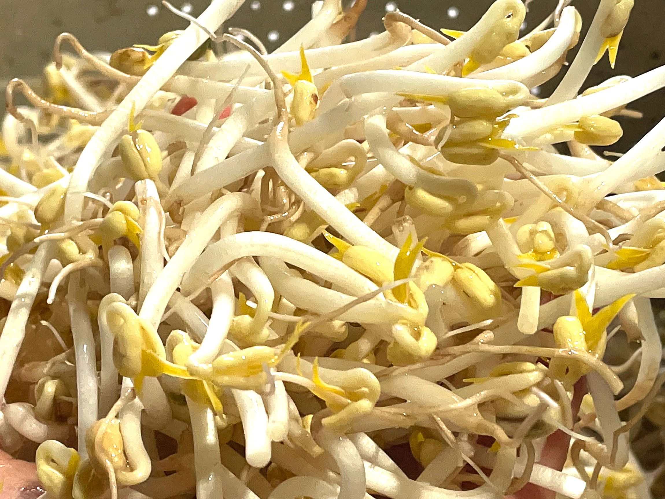 Crunchy Bean Sprouts | Happy Farmers