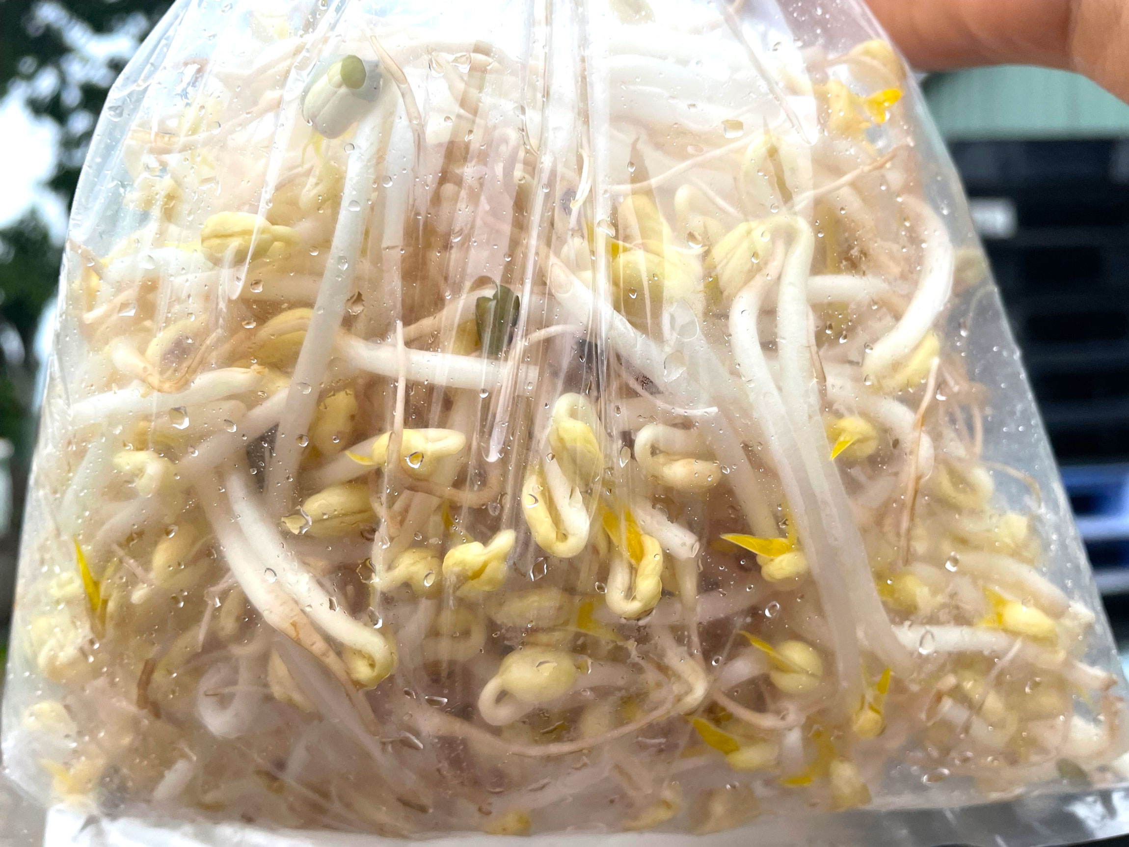 Crunchy Bean Sprouts | Happy Farmers